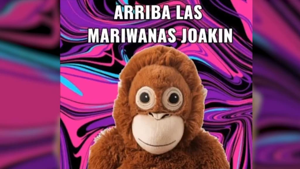 ¡No lupe esto ya es descontrol total! El meme viral de las mariwanas ...