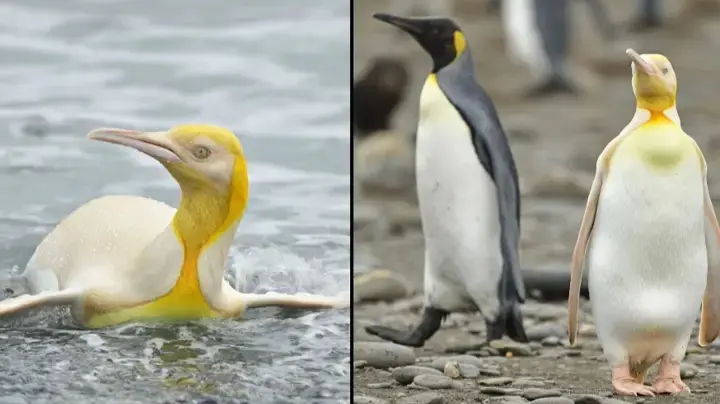 Uno en un millón: Fotografiaron a un inusual pingüino amarillo nunca ...